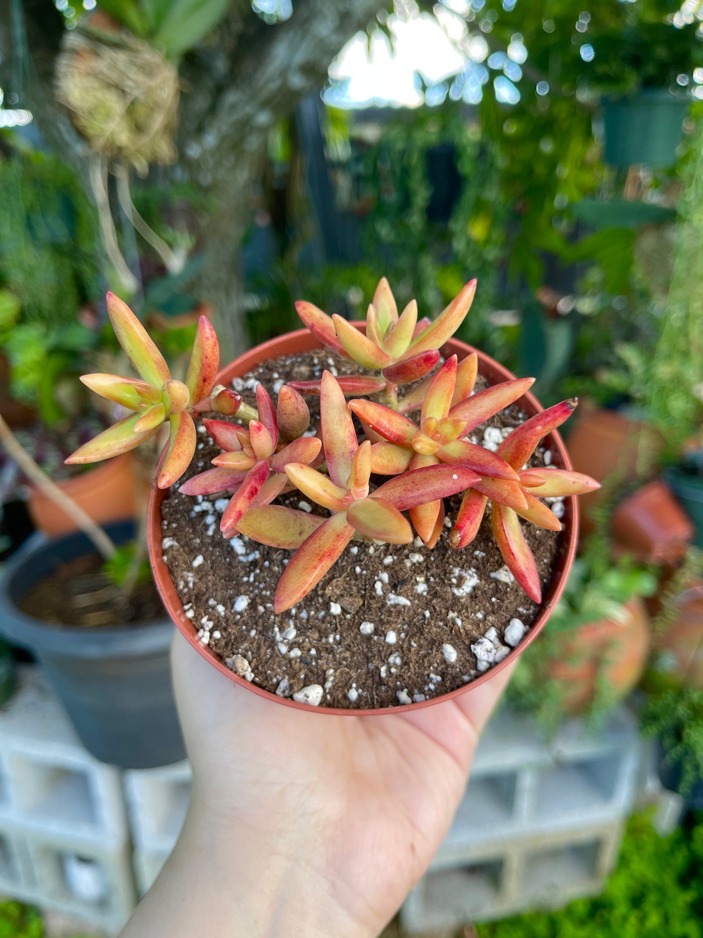 Sedum Adolphi Firestorm Rare Succulent Live Plant - Etsy