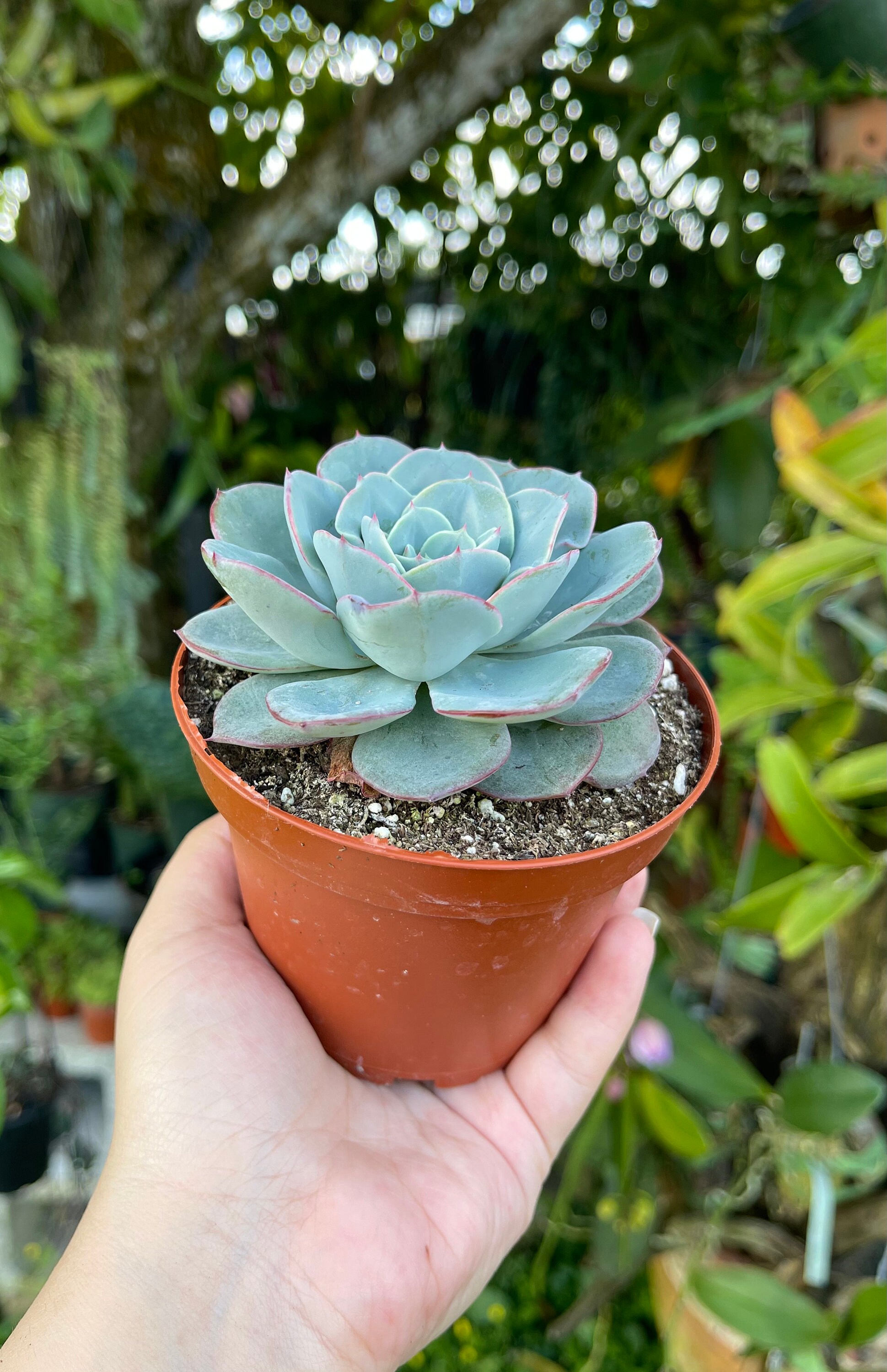 Echeveria Atlantis Rare Succulent Live Plant | Etsy