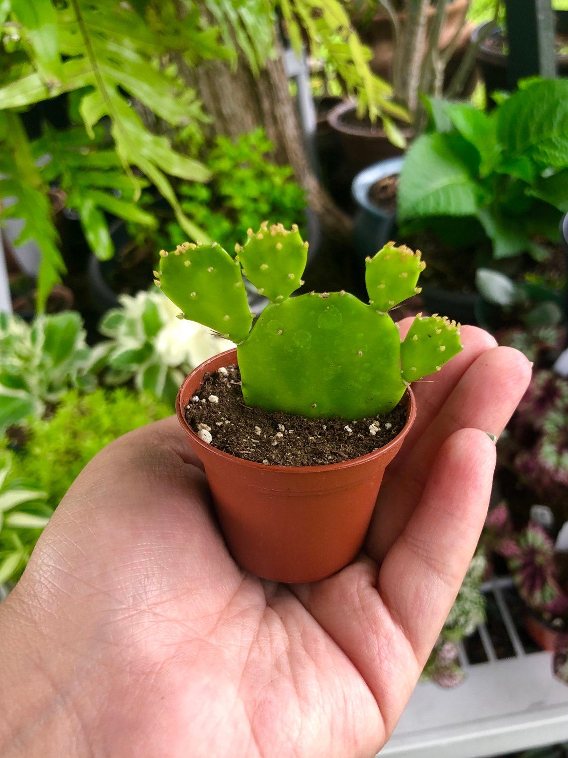 Mini Nopalea Cochenillifera ‘cochineal Nopal’ Green Cactus Rare ...