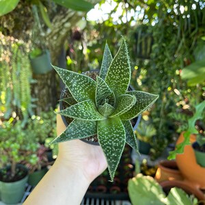 Gasteria Flow Rare Succulent Live Plant - Etsy