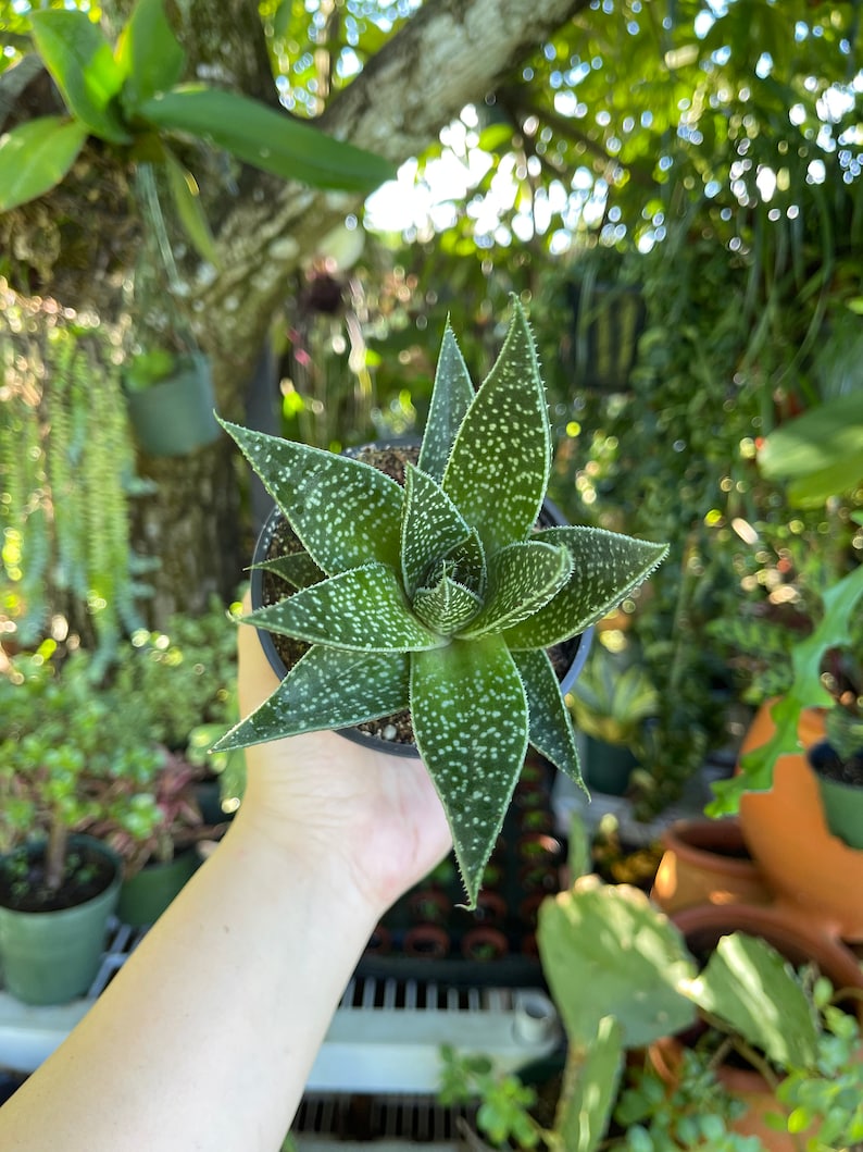 Gasteria Flow Rare Succulent Live Plant - Etsy