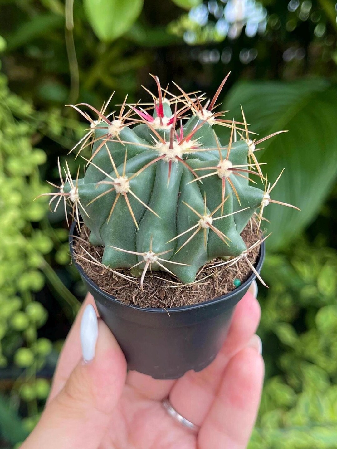 2” Ferocactus Gracilis ‘ Fire Barrel Cactus ‘rare Succulent Live Cacti ...