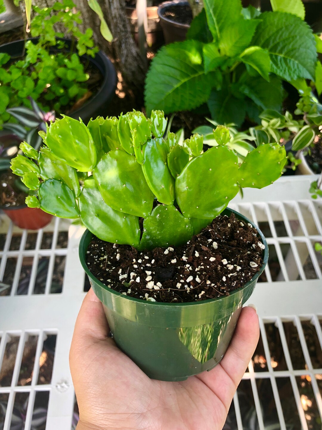Smooth Prickly Green Cactus Rare Succulent Live Cacti Plant - Etsy