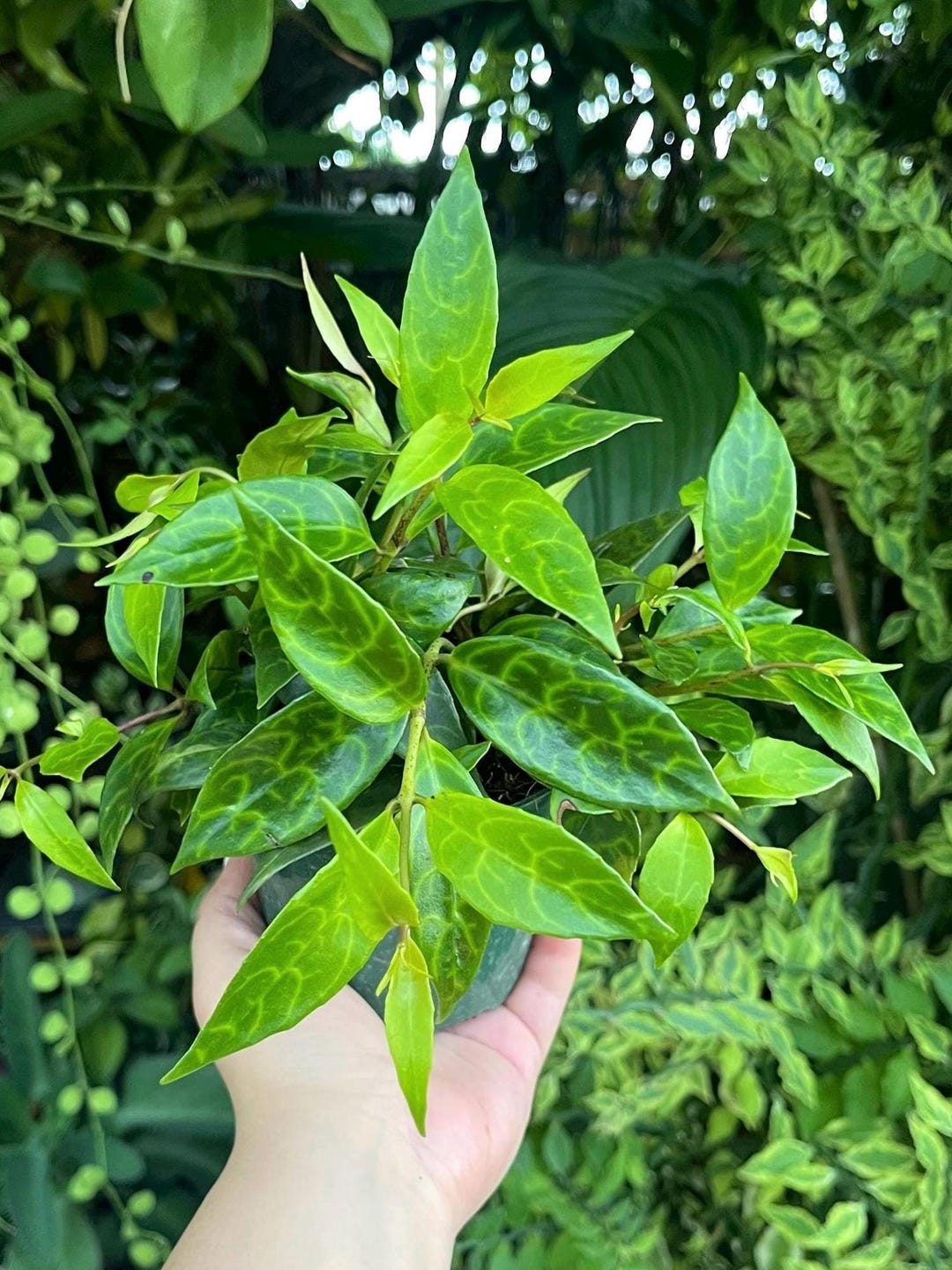 Hoya Black Pagoda Lipstick Rare Succulent Live Plant - Etsy