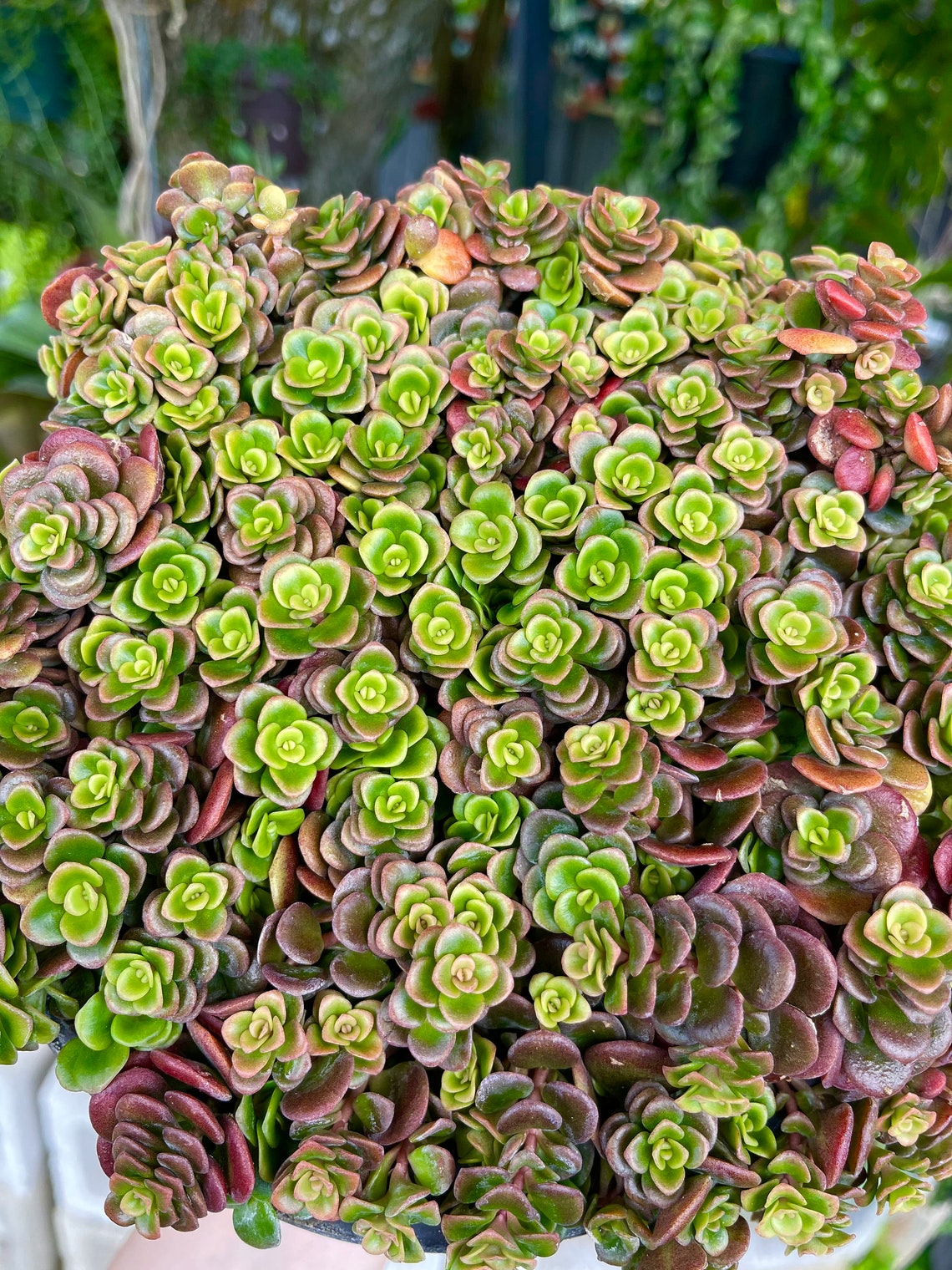 6 Sedum Tetractinum Coral Reef Rare Succulent Live Plant - Etsy
