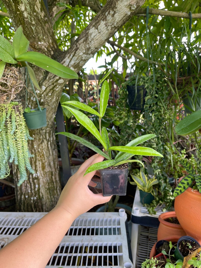 Hoya Minibelle Rare Succulent Live Plant - Etsy