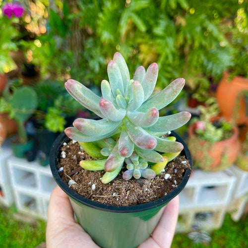 Sedum Angelina Rare Succulent Live Plant - Etsy
