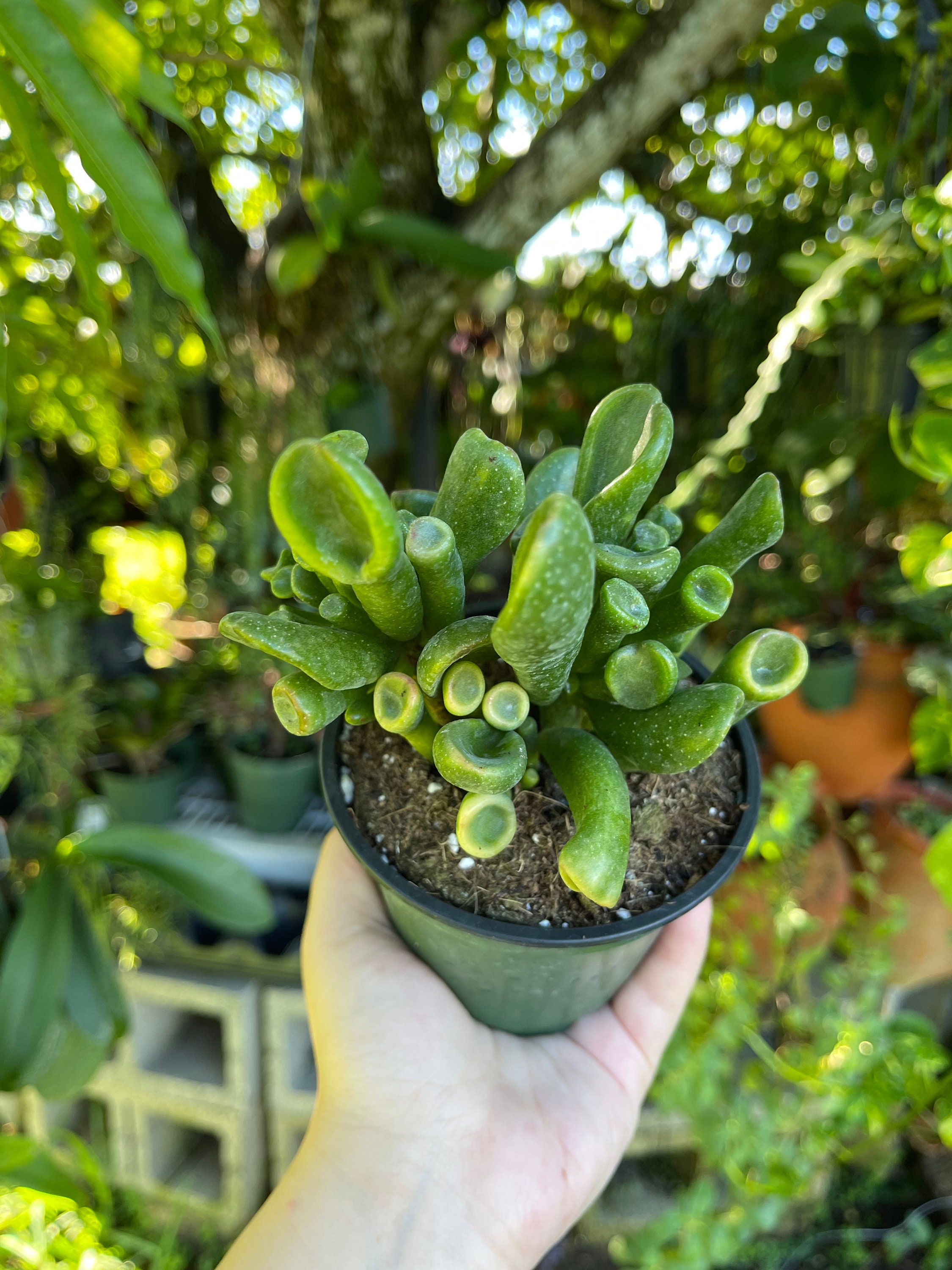 Crassula Ovata Et’s Fingers Jade Rare Succulent Live Plant - Etsy