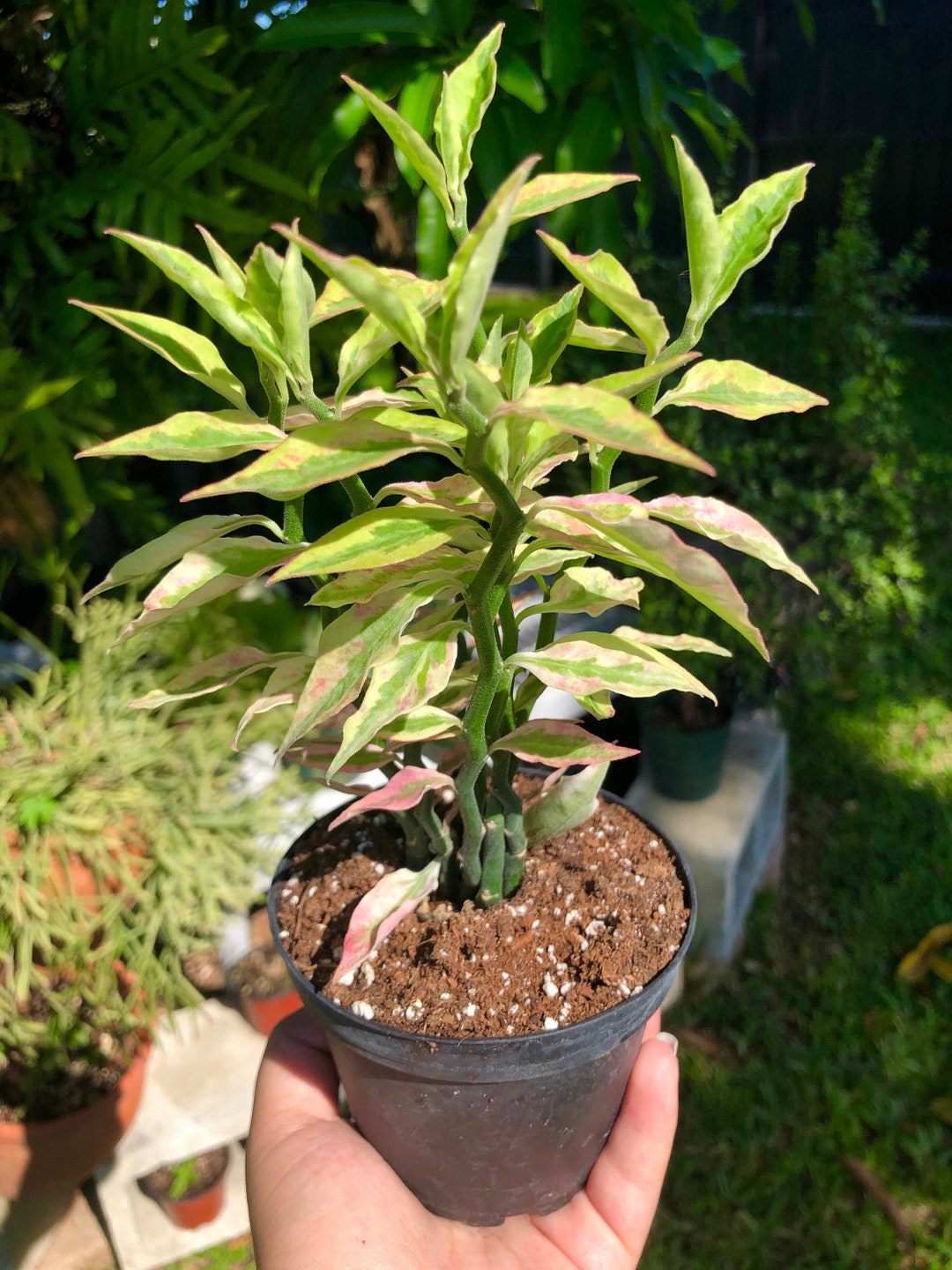 Pedilanthus Tithymaloides Variegated Pink ‘devil’s Backbone’ Rare ...