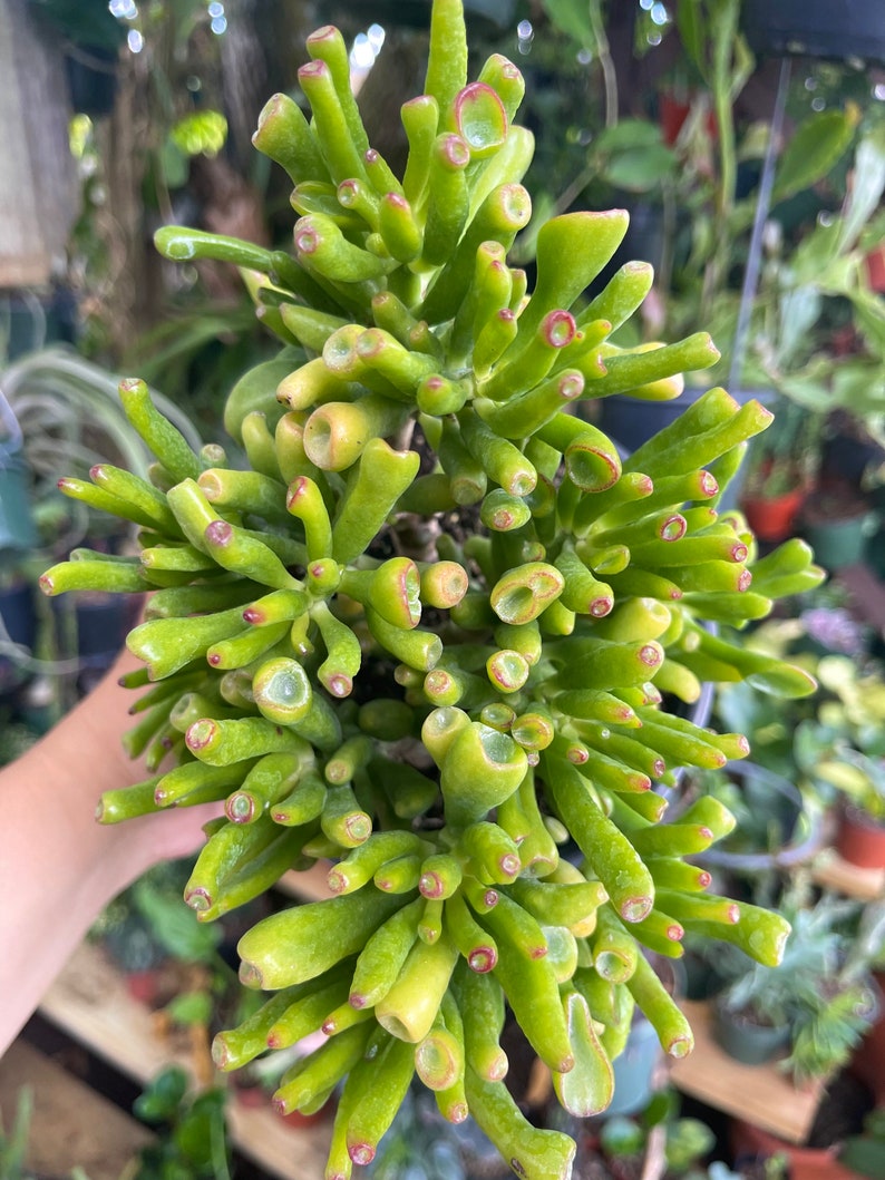 6 Crassula Ovata Gollum Jade ET Fingers Rare Succulent Live - Etsy