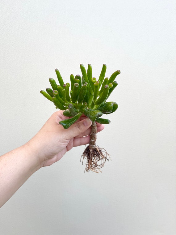 Crassula Ovata Gollum Jade ET Fingers Tree Rare Succulent Live - Etsy