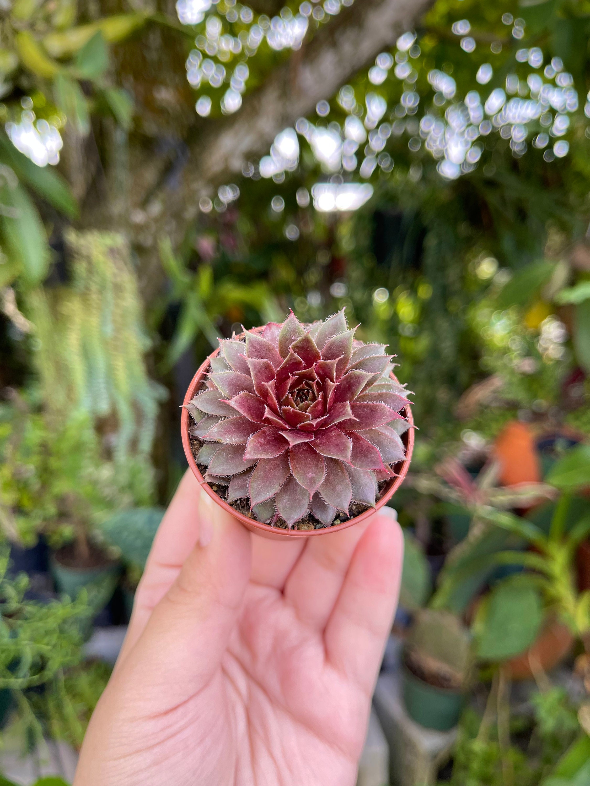 2” Sempervivum Ruby Hens and Chicks Rare Succulent Live Plant - Etsy