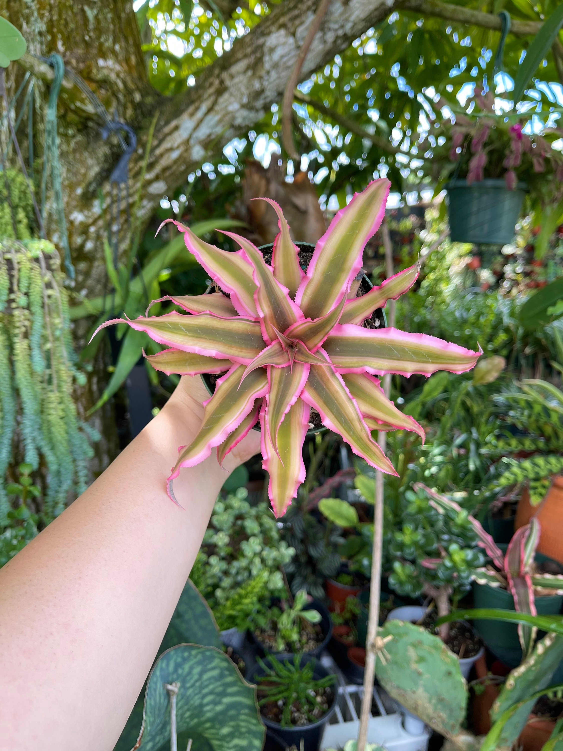 Cryptanthus Bivittatus Pink Starlite Rare Live Plant - Etsy