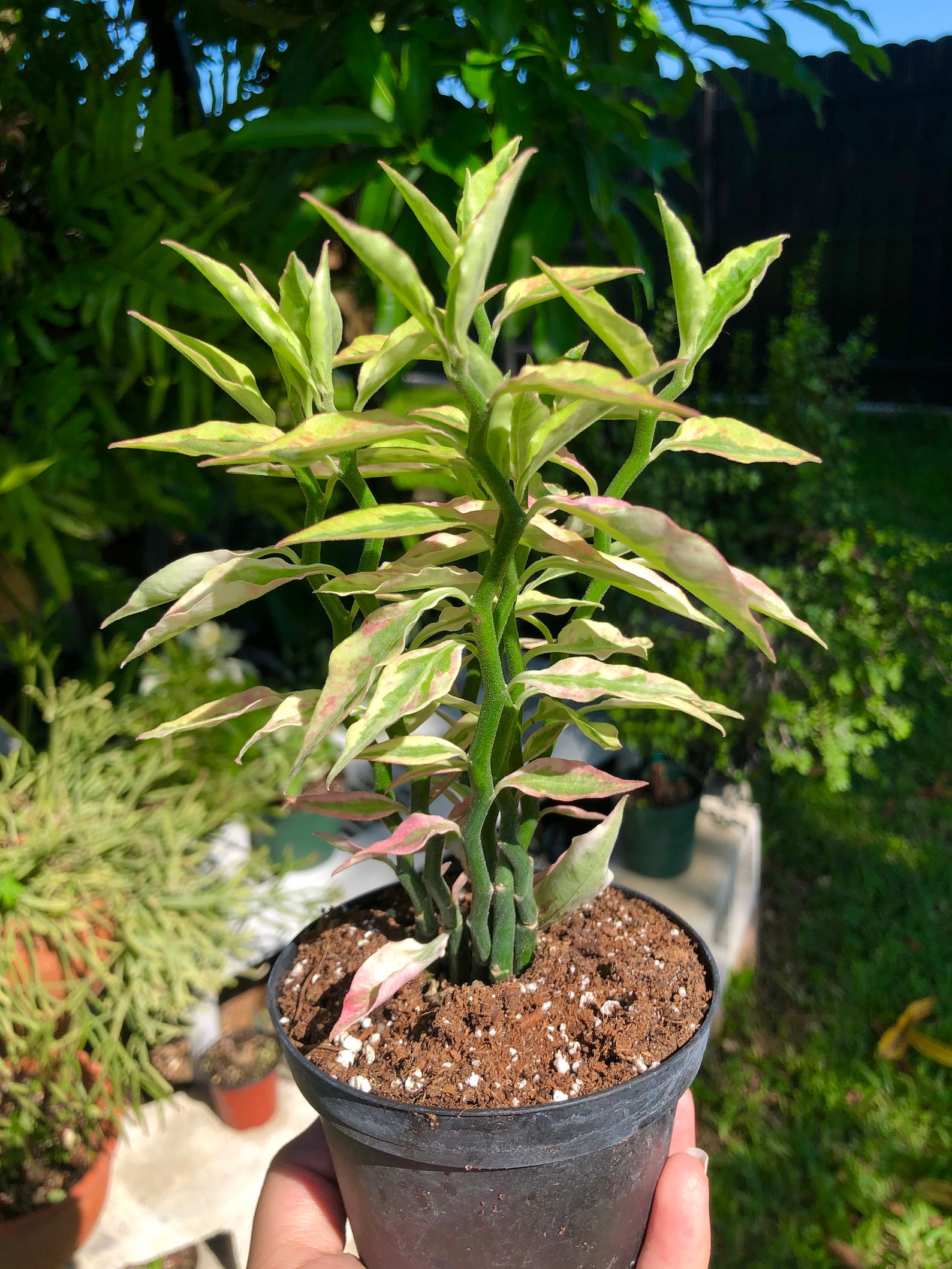 Pedilanthus Tithymaloides Variegated Pink ‘devil’s Backbone’ Rare ...