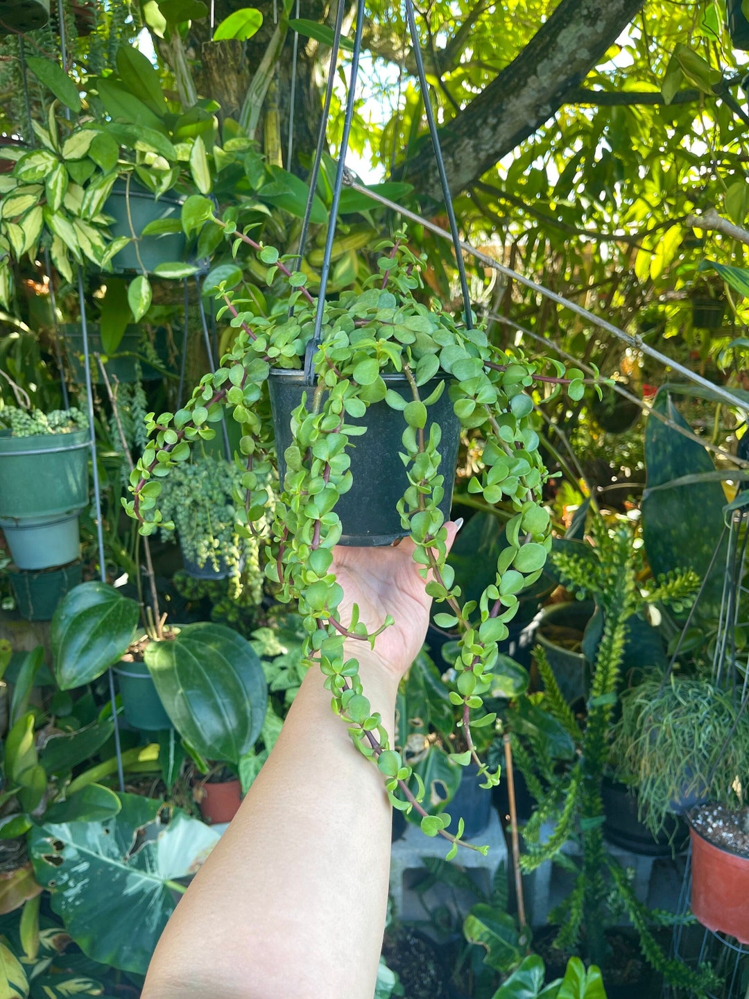Large Trailing Portulacaria Afra Prostrata Cascading Elephant Bush ...