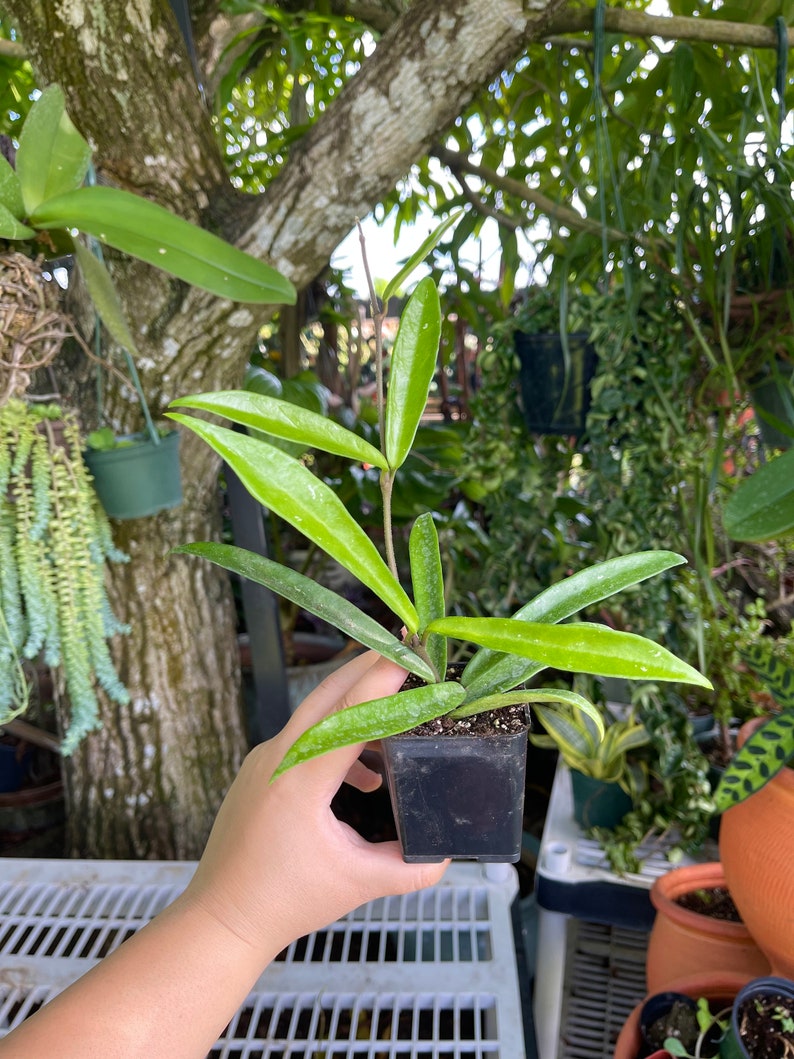 Hoya Minibelle Rare Succulent Live Plant - Etsy