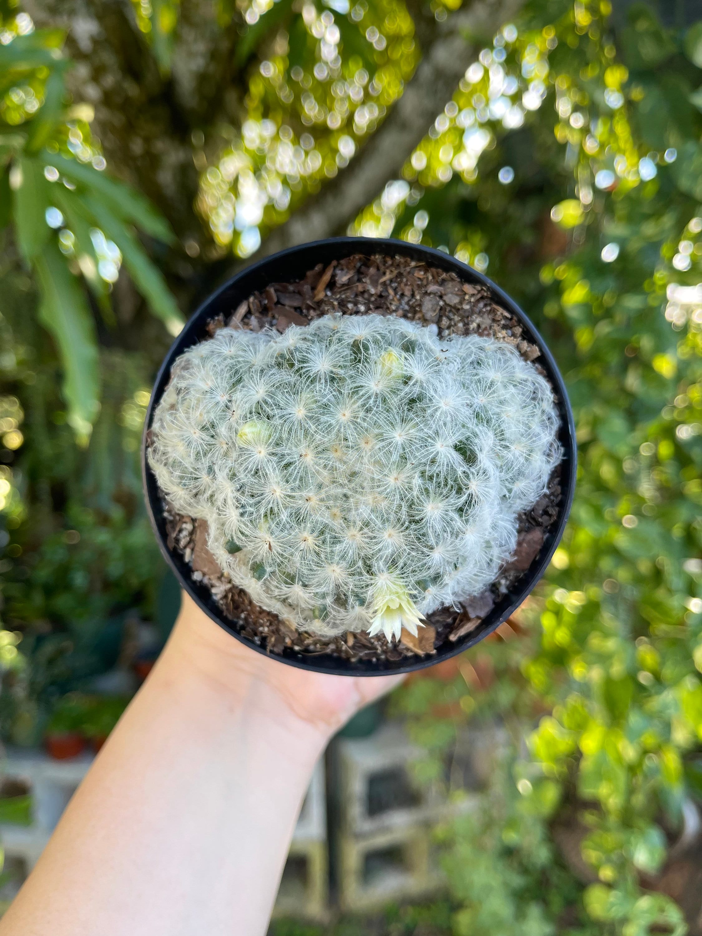 Mammillaria Plumosa feather Cactus Rare Succulent Live Cacti | Etsy