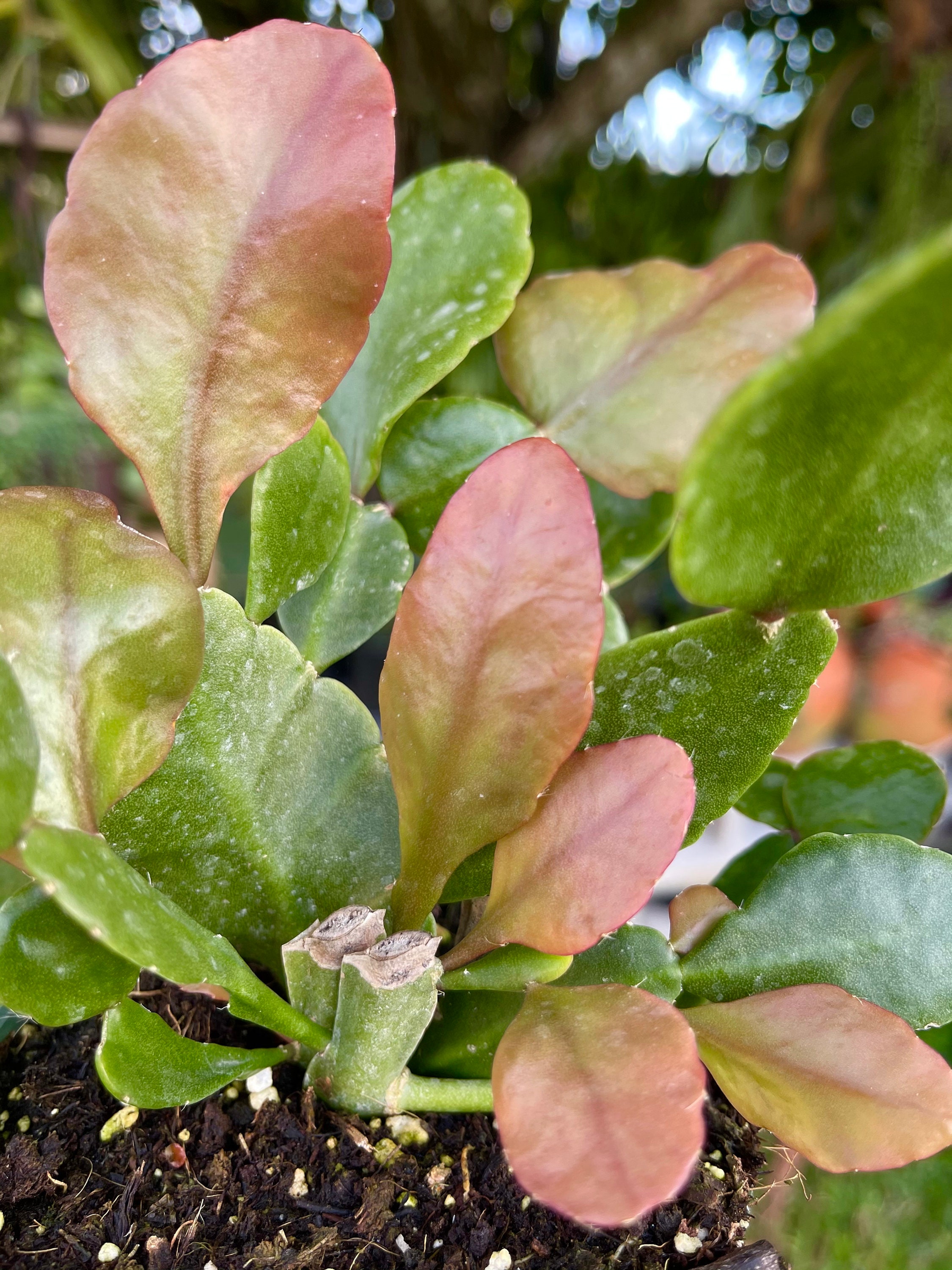 Rhipsalis Elliptica | Epiphytic Cactus Rare Succulent Live Cacti - Etsy