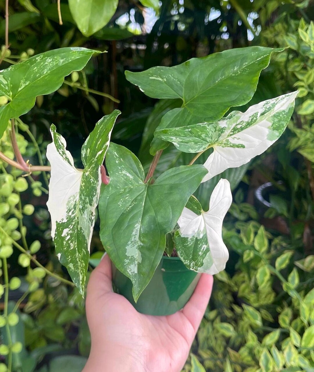 Syngonium Albo Variegated ‘ Arrow Head ‘ Rare Live Plant - Etsy