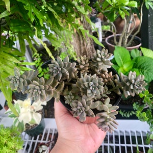 Sedum California Sunset Rare Succulent Live Plant - Etsy
