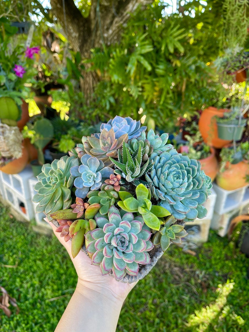 Large Living Colorful Succulent Arrangement - Etsy