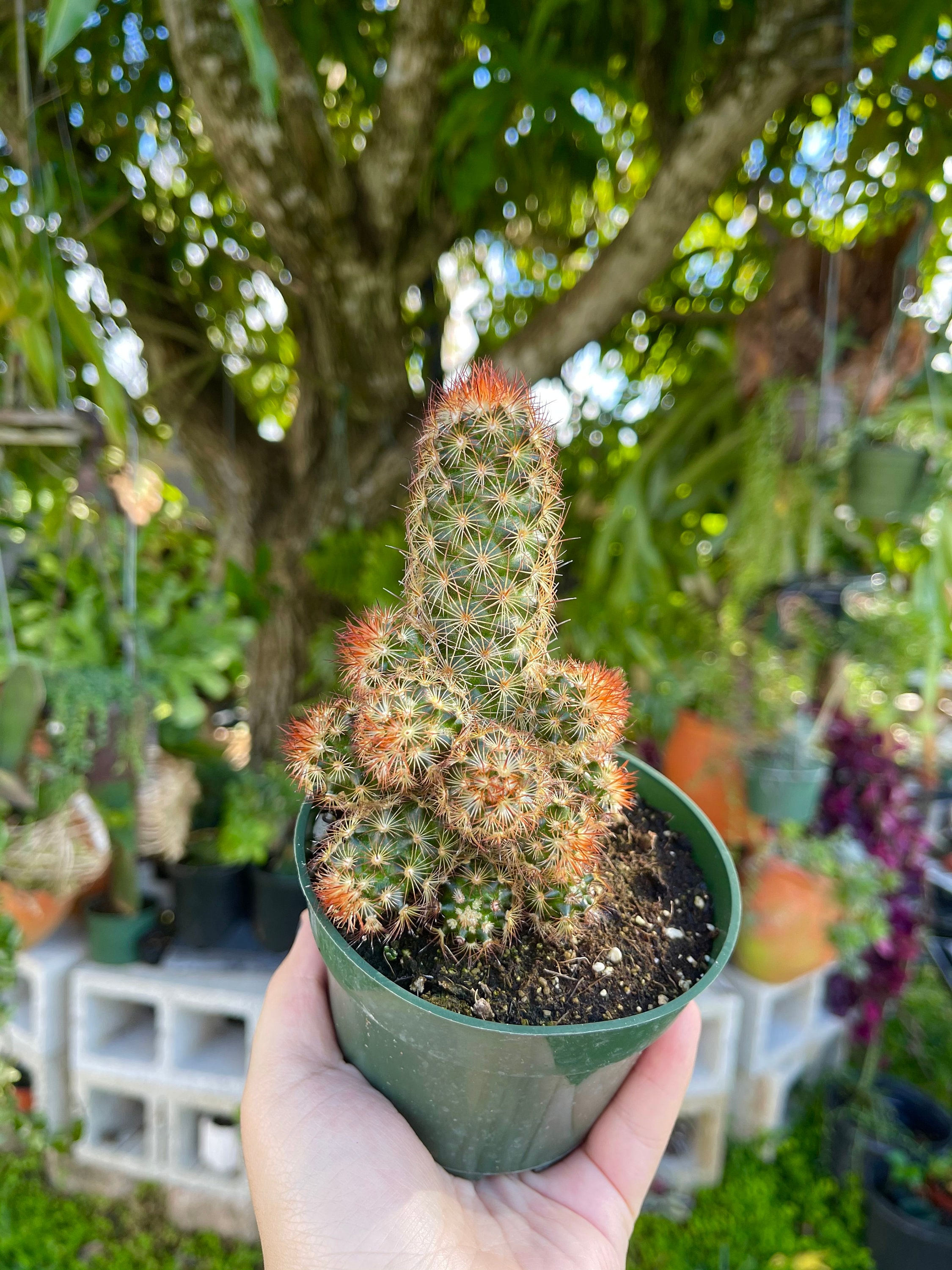 Fire Mammillaria Elongata Copper King Cactus Rare - Etsy