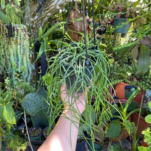 Rhipsalis Baccifera ‘ Mistletoe Cactus ‘ Rare Succulent Live Hanging ...