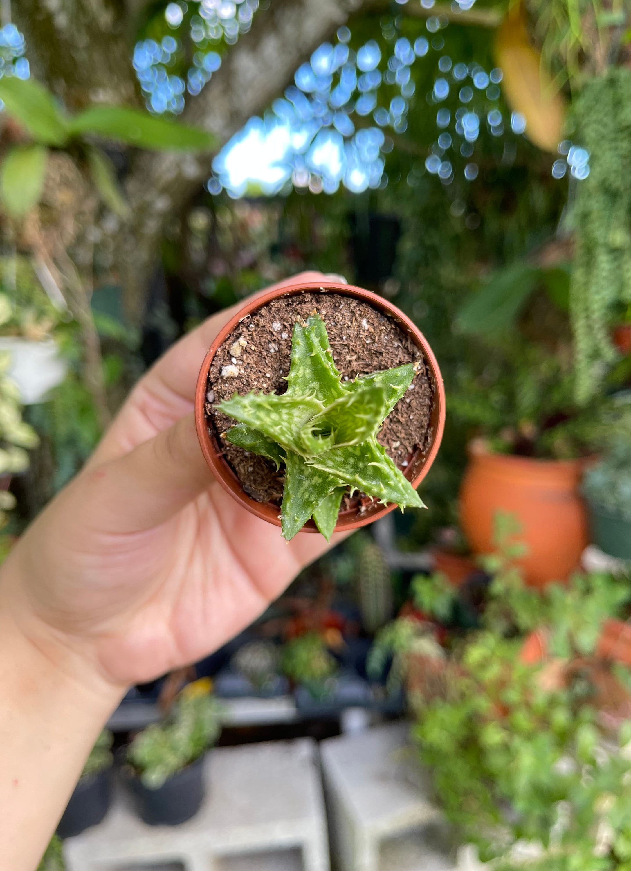 2 Aloe Juvenna Tiger Tooth Rare Succulent Live Plant | Etsy