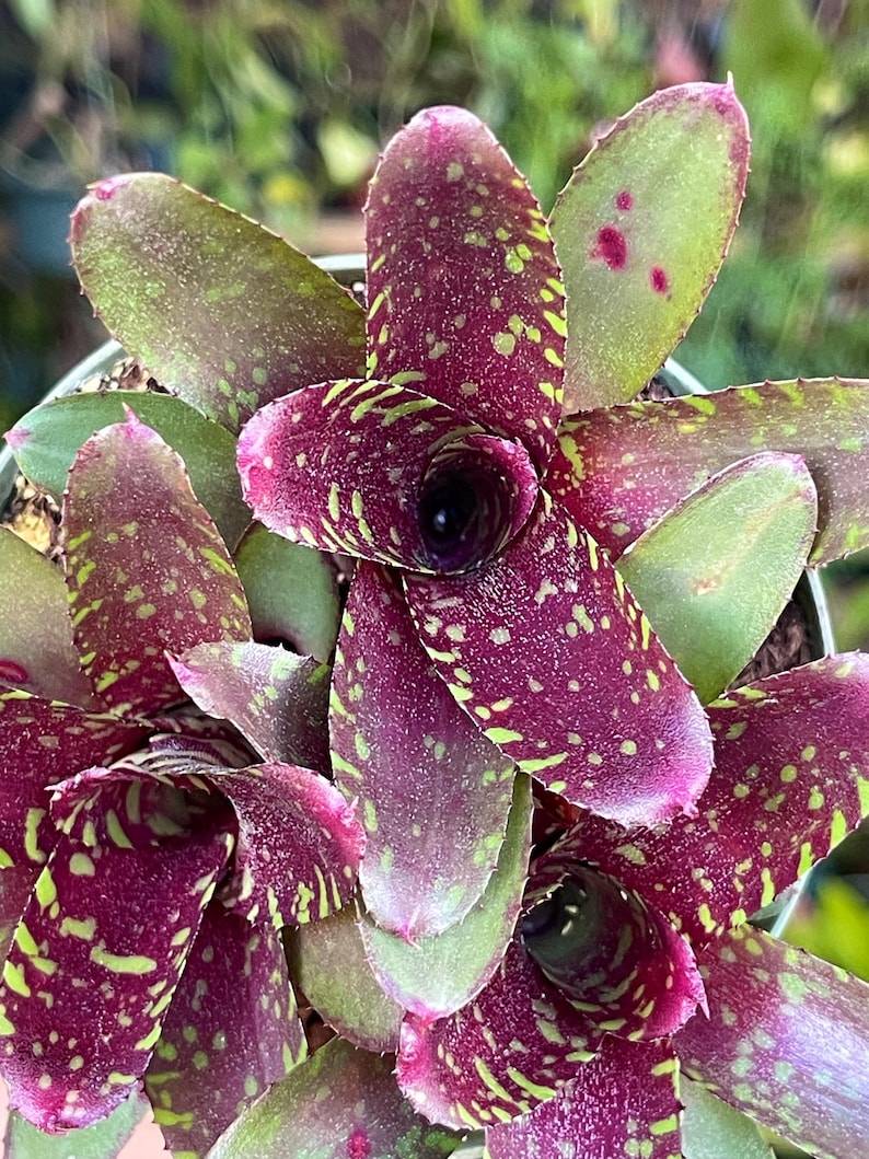 Triple Neoregelia Rare Bromeliad Live Plant - Etsy