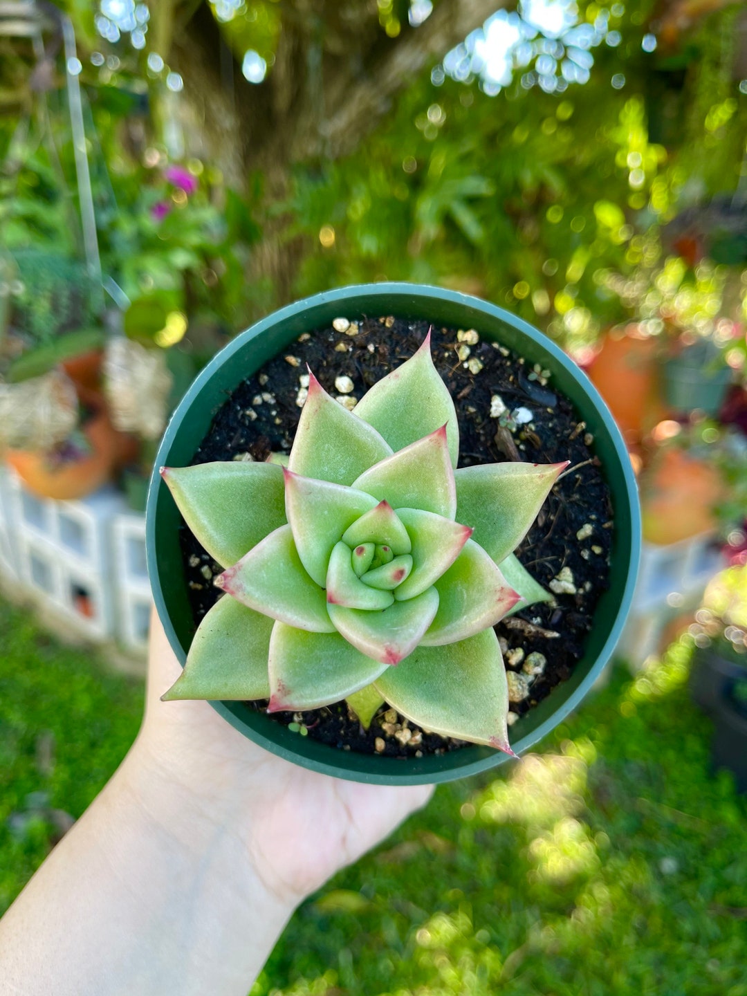 Echeveria Lipstick Agavoides Rare Succulent Live Plant - Etsy