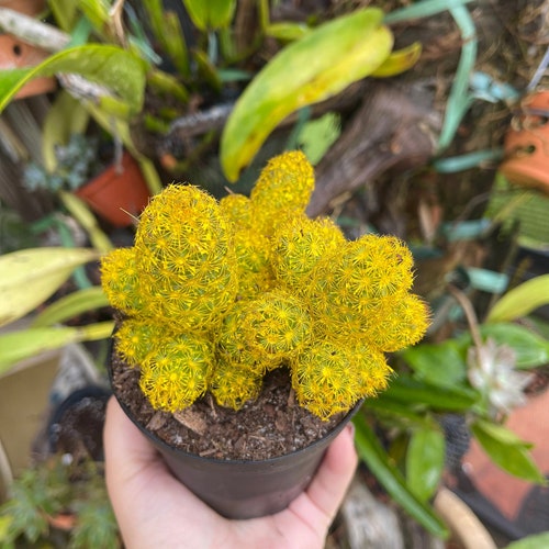 Variegated Grafted Moon Cactus Rare Succulent Live Cacti Plant - Etsy