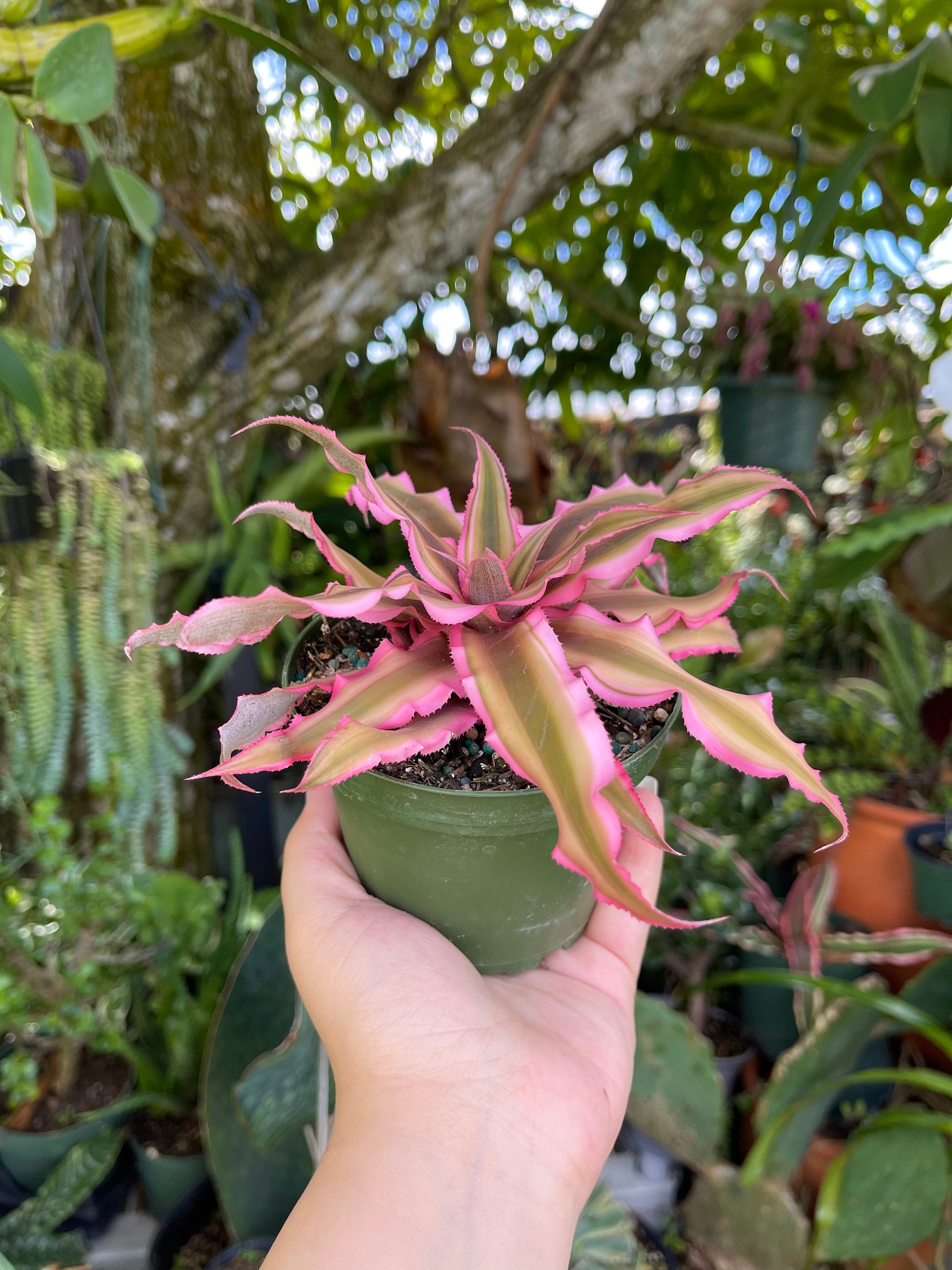 Cryptanthus Bivittatus Pink Starlite Rare Live Plant - Etsy