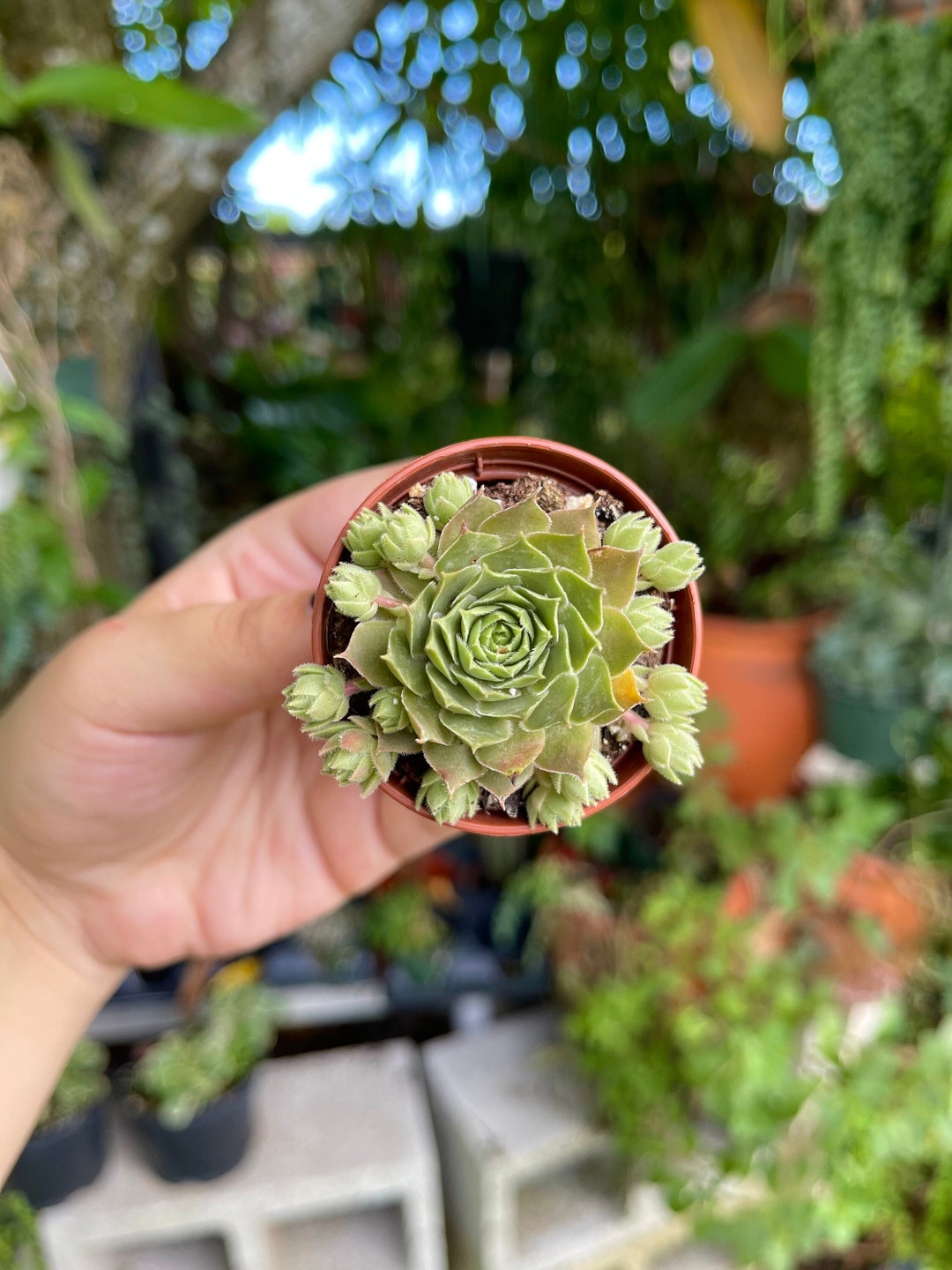 2” Sempervivum Ruby Rare Succulent Live Plant - Etsy