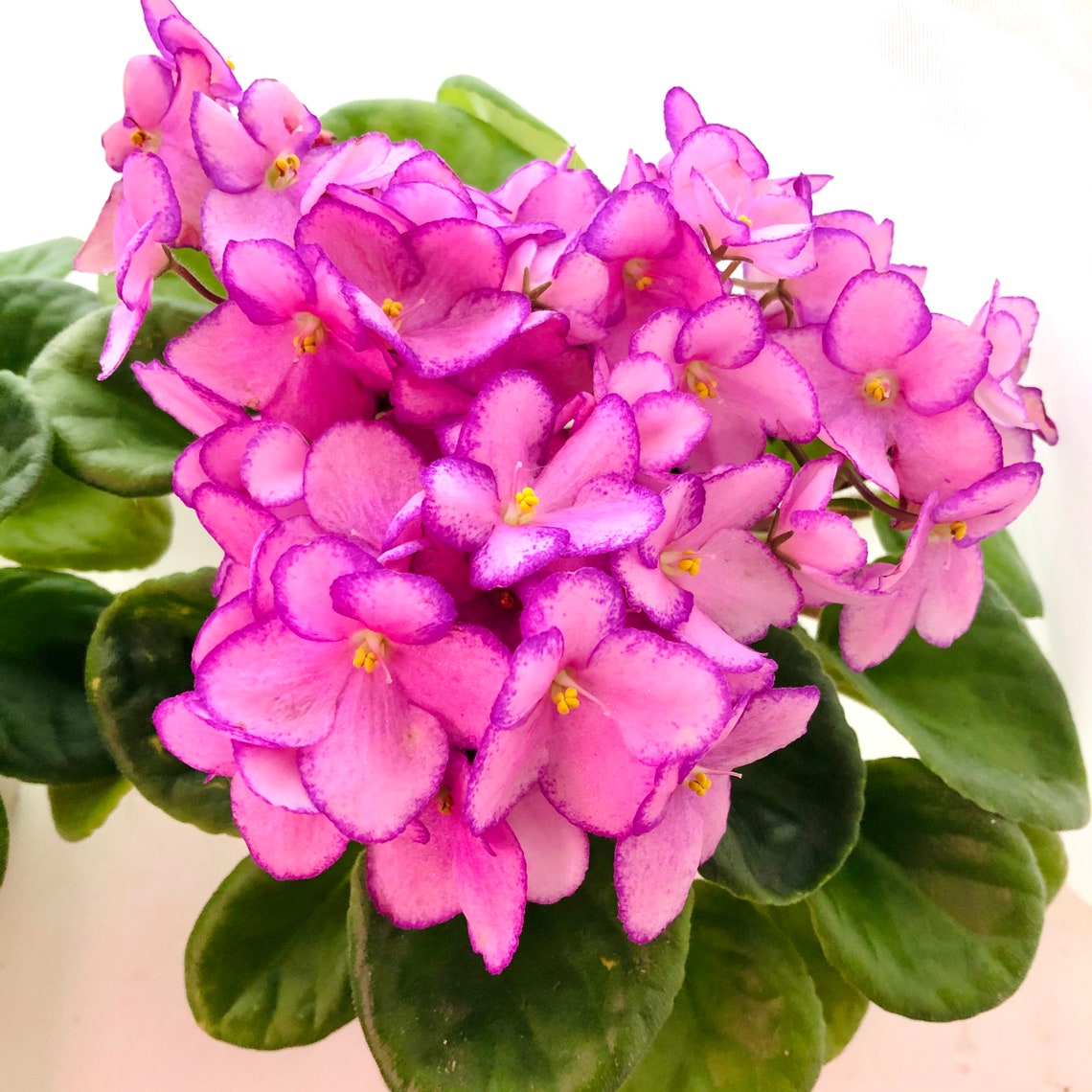 African Violet Live Plant Michele Speckled Pink Purple Star | Etsy