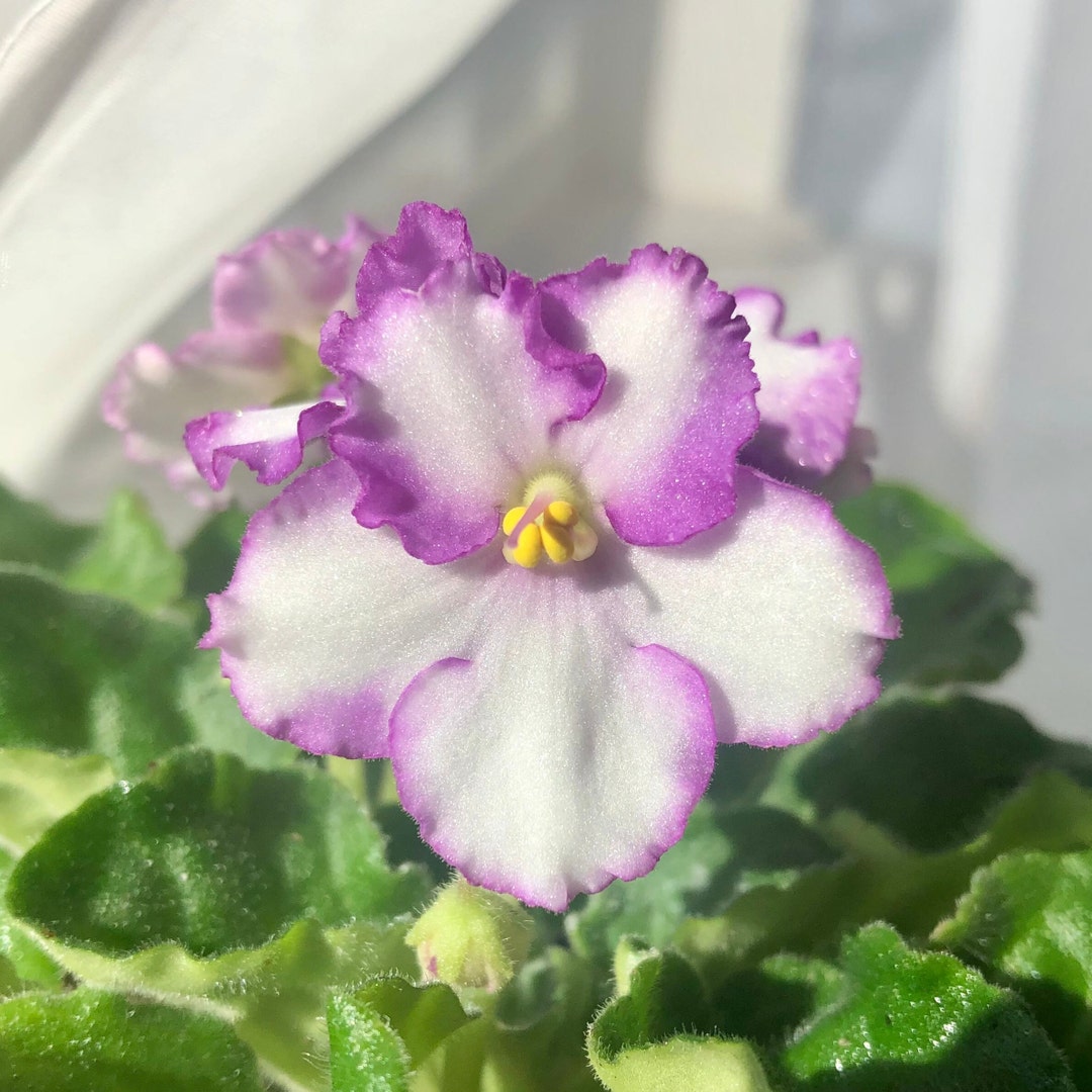 African Violet Live Plant, Candy Swirls, White With Pink-fuchsia Edge ...