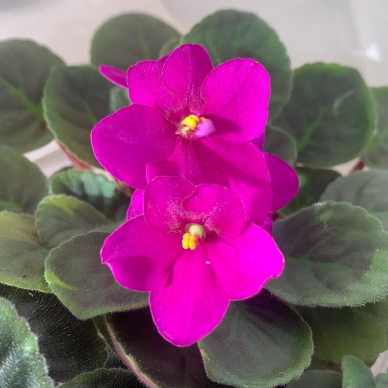African Violet Live Plant "warm Magenta" Sparkly Deep Fuchsia Purple ...