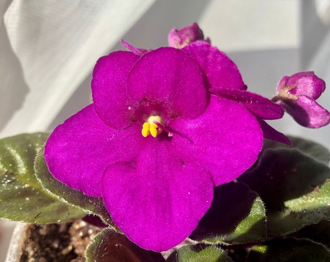 African Violet Live Plant Warm Magenta Bright Fuchsia Purple - Etsy