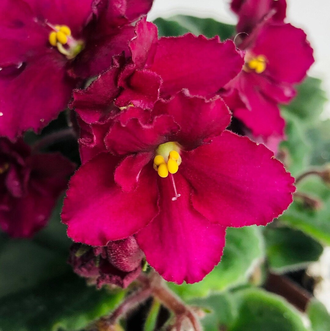 African Violet Live Plant, Little Maya, Red Burgundy Frilled Edge ...