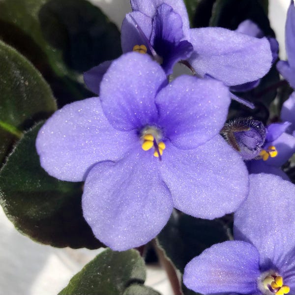 Trailing African Violet - Etsy