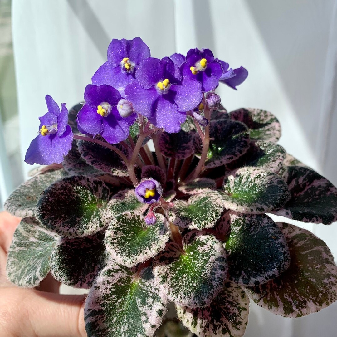 African Violet Live Plant -cajun's Lil Love- Light Purple Flowers Pink ...