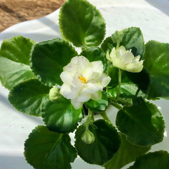 White African Violets