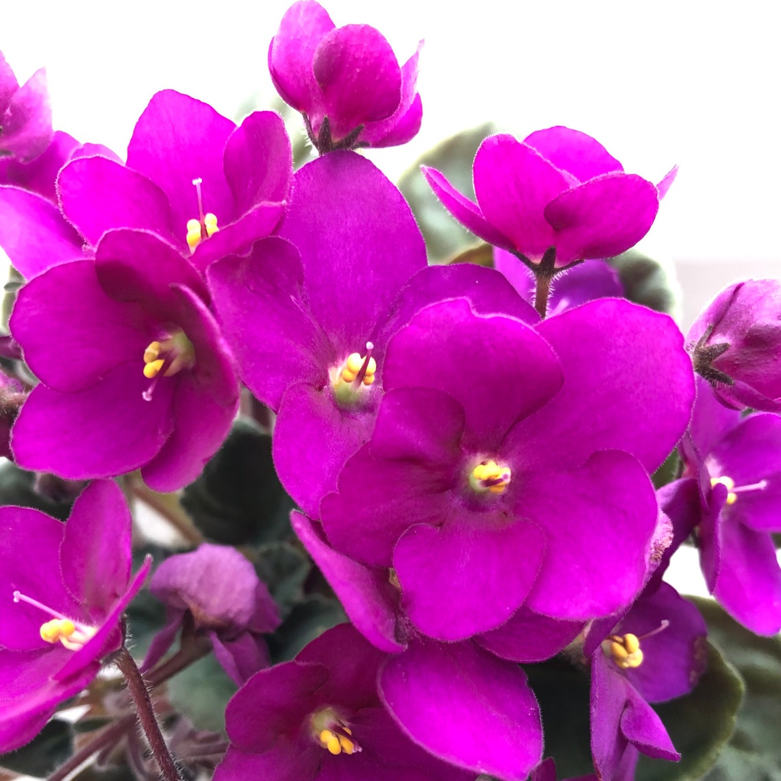 African Violet Live Plant Warm Magenta Bright | Etsy