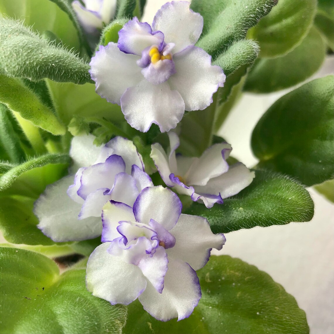 African Violet Live Plant morning Thunder Rooted Ready to - Etsy