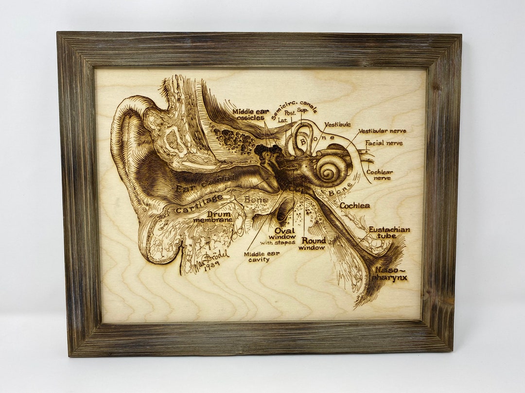 Framed 3 Pack of Ear Anatomy Laser Engravings - Etsy