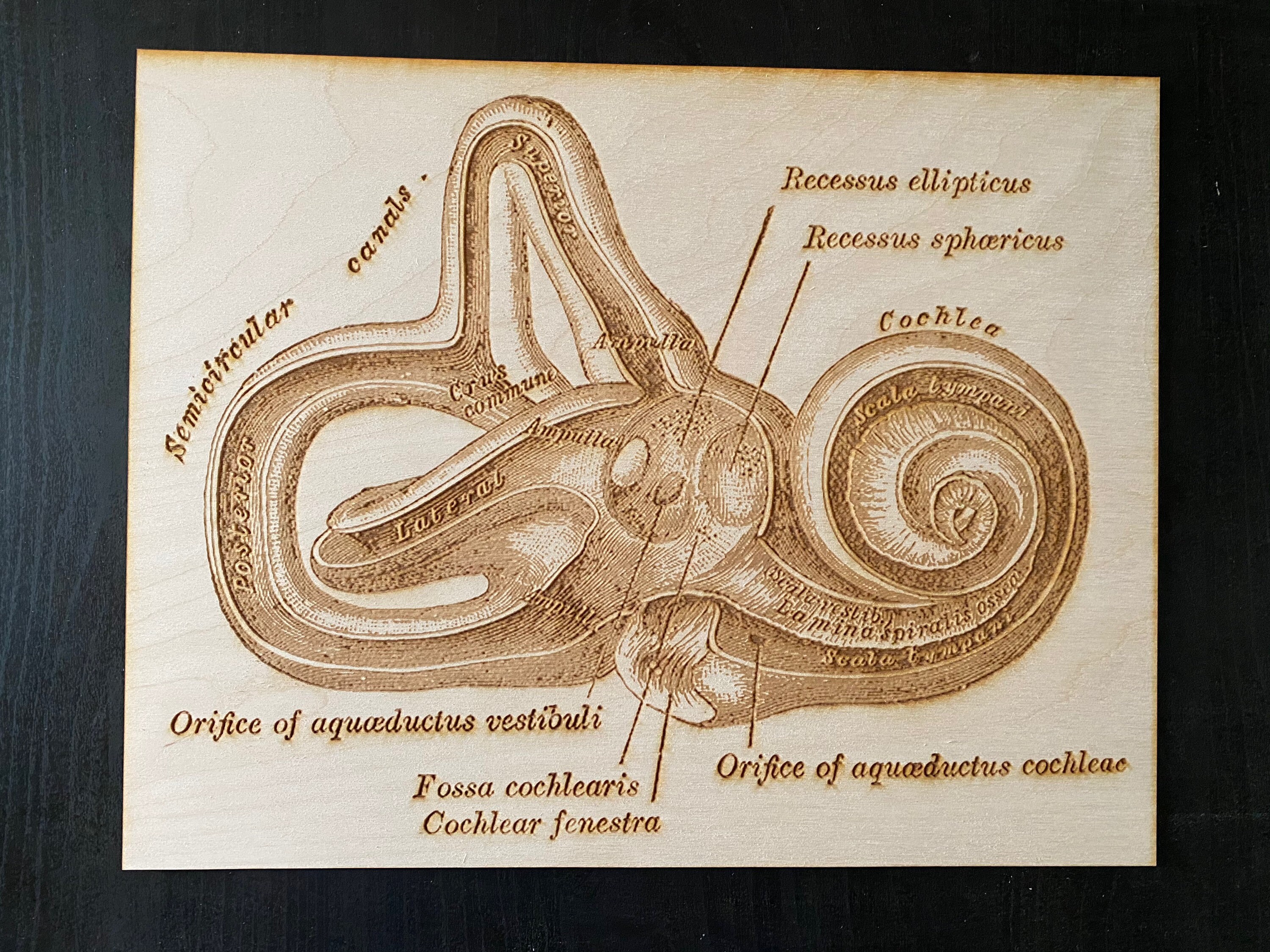 Ear Anatomy 3 Wood Engraving 11x14 - Etsy