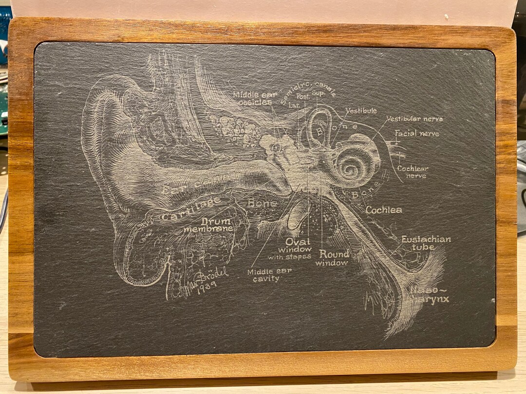 Ear Anatomy 1 Wood/slate Cutting Board - Etsy