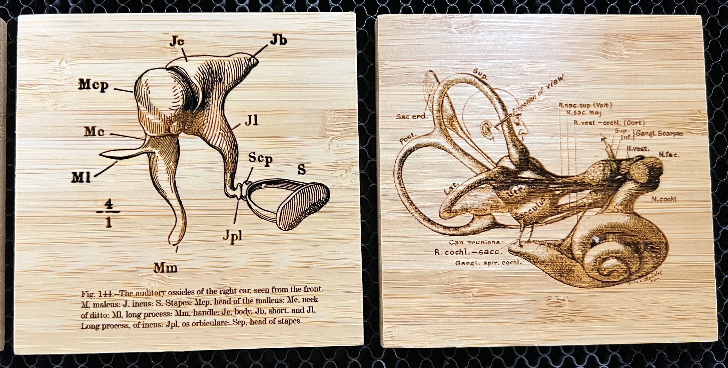 Ear Anatomy Coasters 4 Pack (bamboo) - Etsy