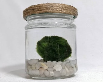 Kokedama macramé & marimo Roma di Kokedamanti su Etsy