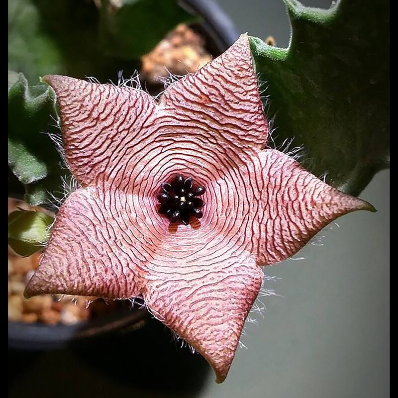Stapelia - Etsy