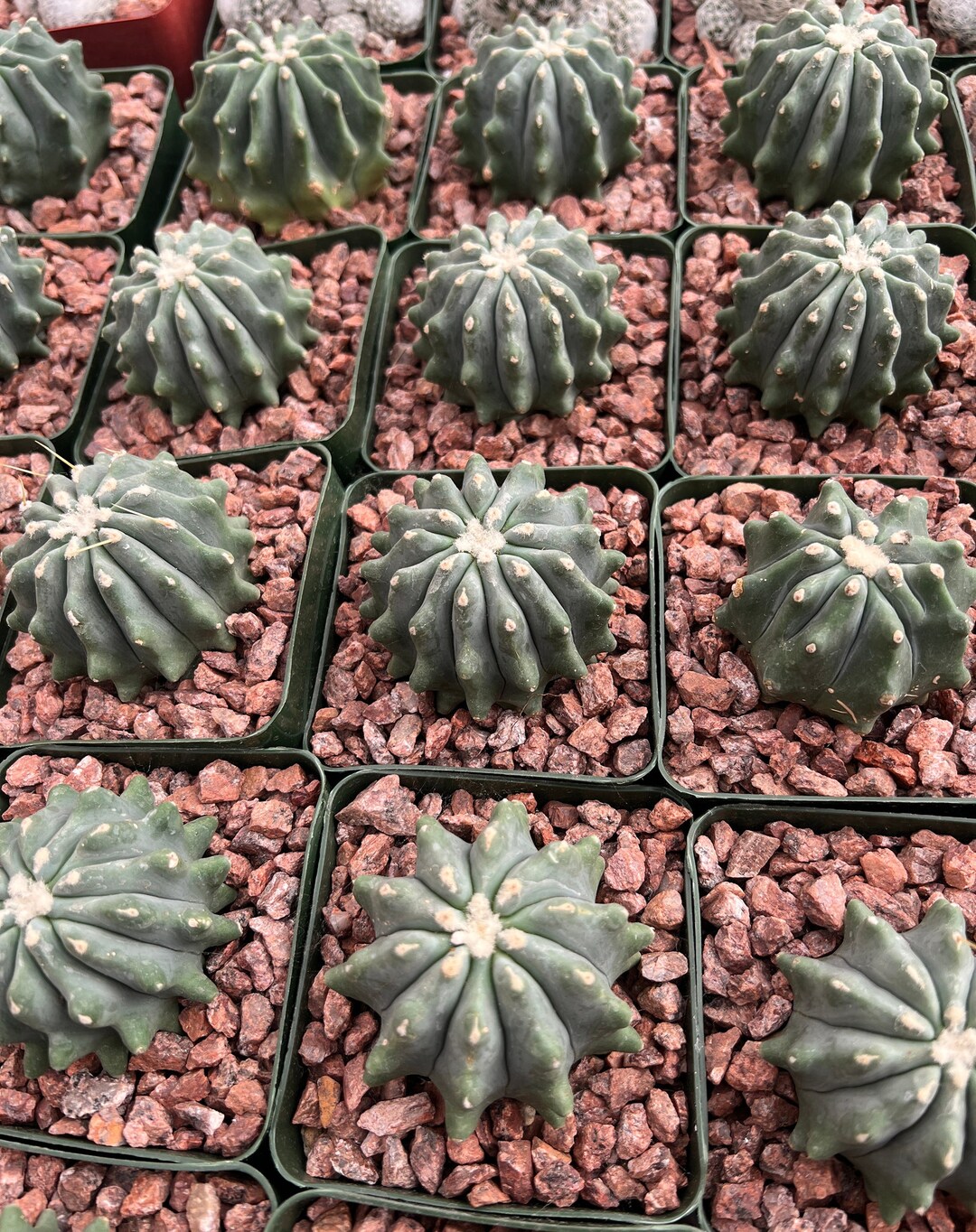 Ferocactus Glaucescens 'inermis' - Etsy